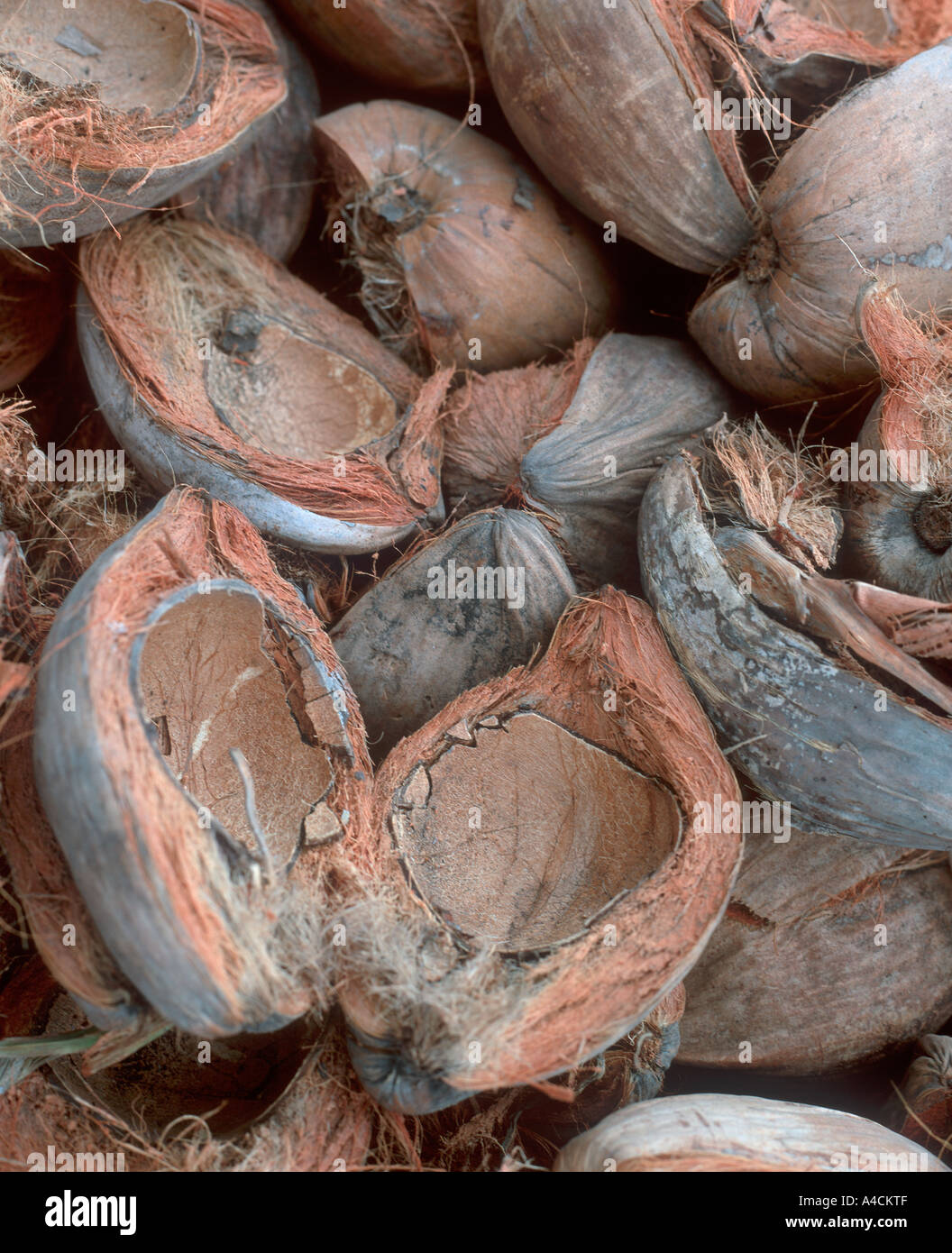 Pile of coconut shells New Britain Province Papua New Guinea Stock ...