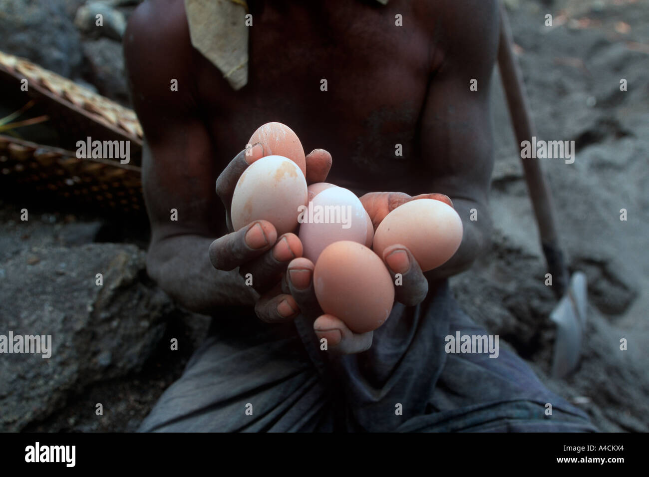 Polynesian megapode hi-res stock photography and images - Alamy
