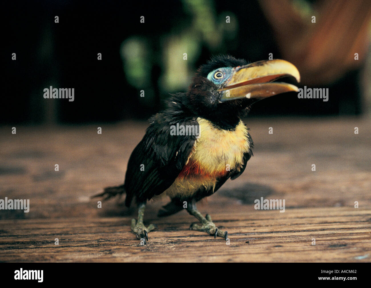 The village's pet toucan, in an Ashaninka indian village living by ...