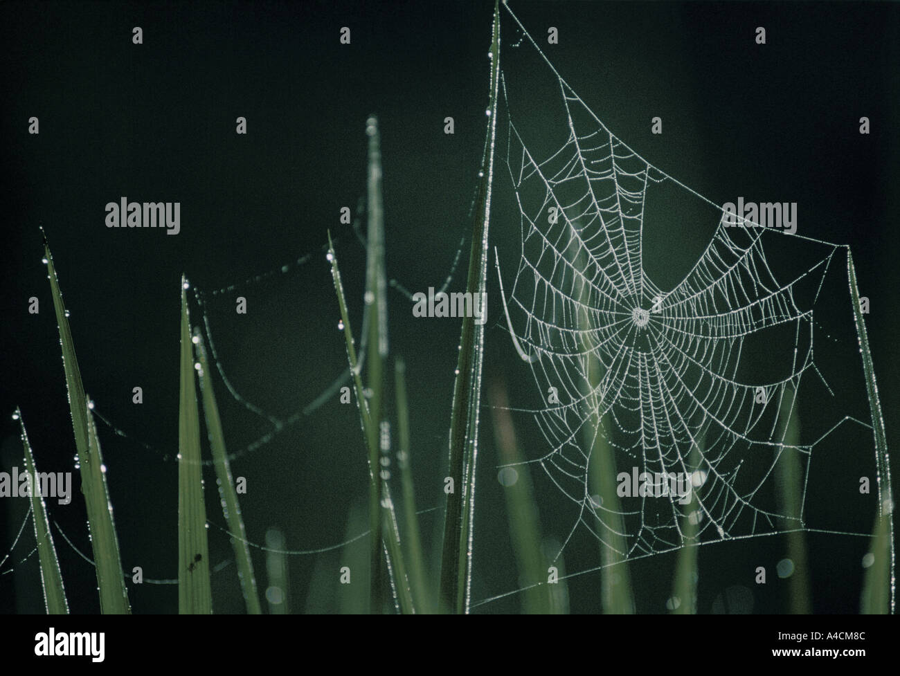 brazil the amazon spiders web with morning dew river breu Stock Photo ...