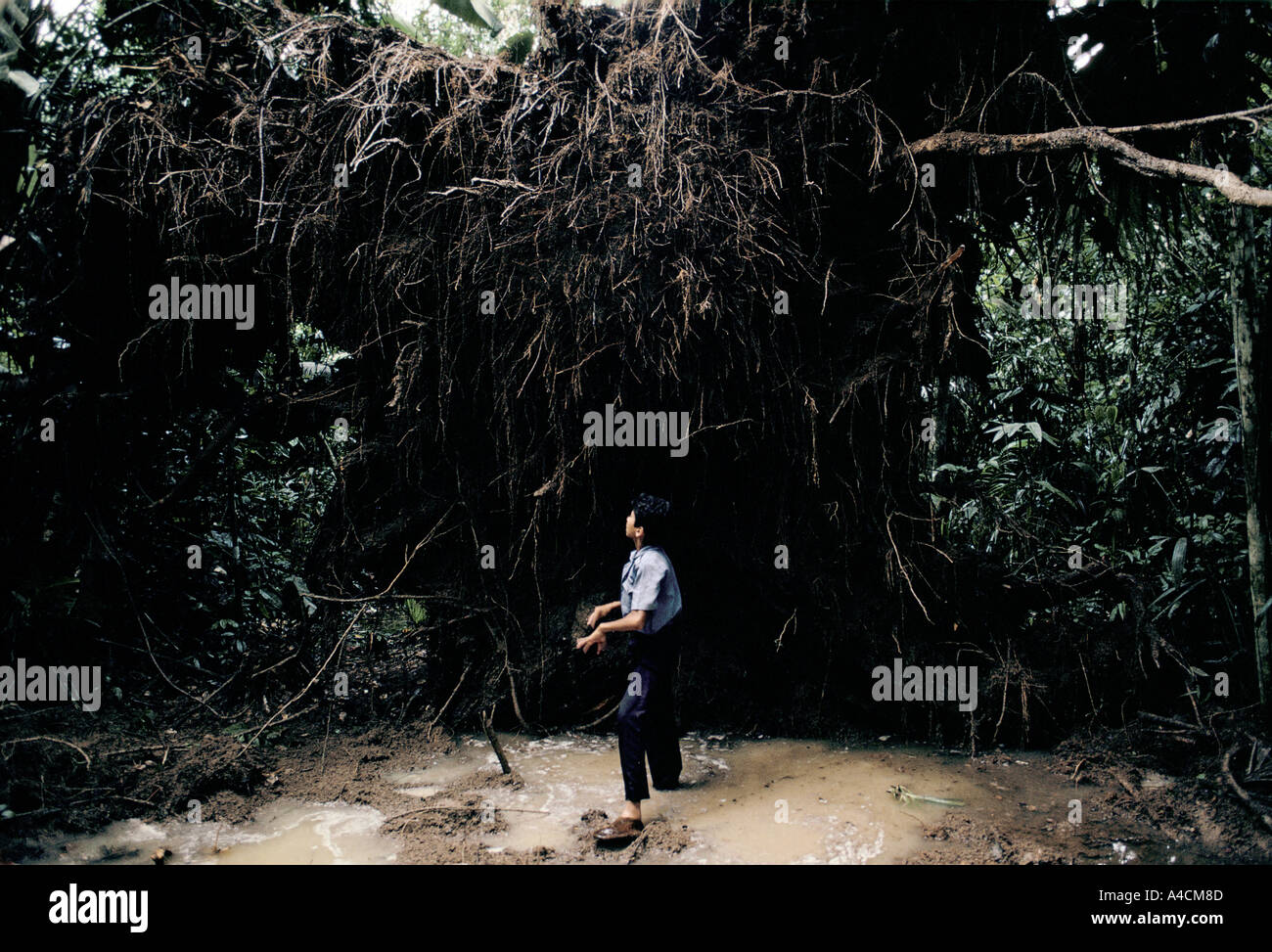 brazil the amazon child guide stands by roots of tree just blown over ...