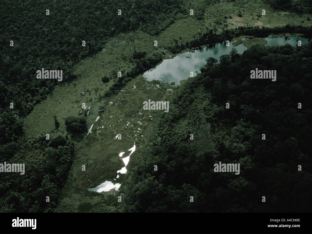 brazil the amazon lake formed by changing meanders of river jurua ...