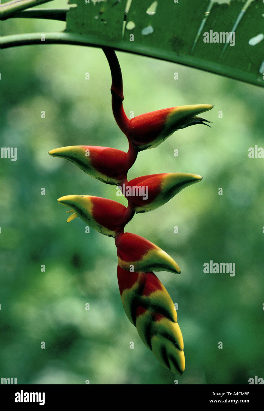 brazil the amazon common form of flower in the rainforest Stock Photo ...
