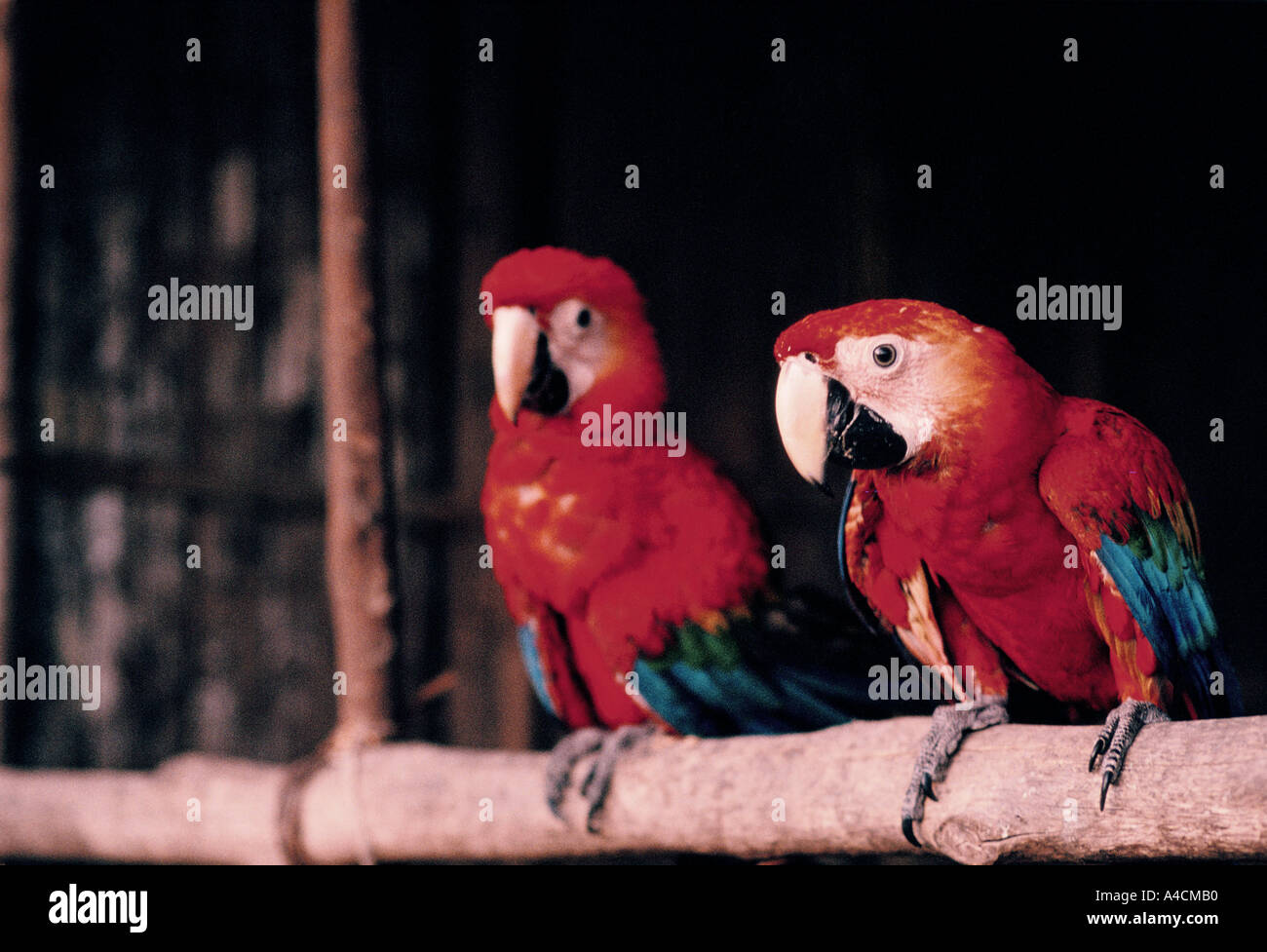 Pet parrots hi-res stock photography and images - Alamy