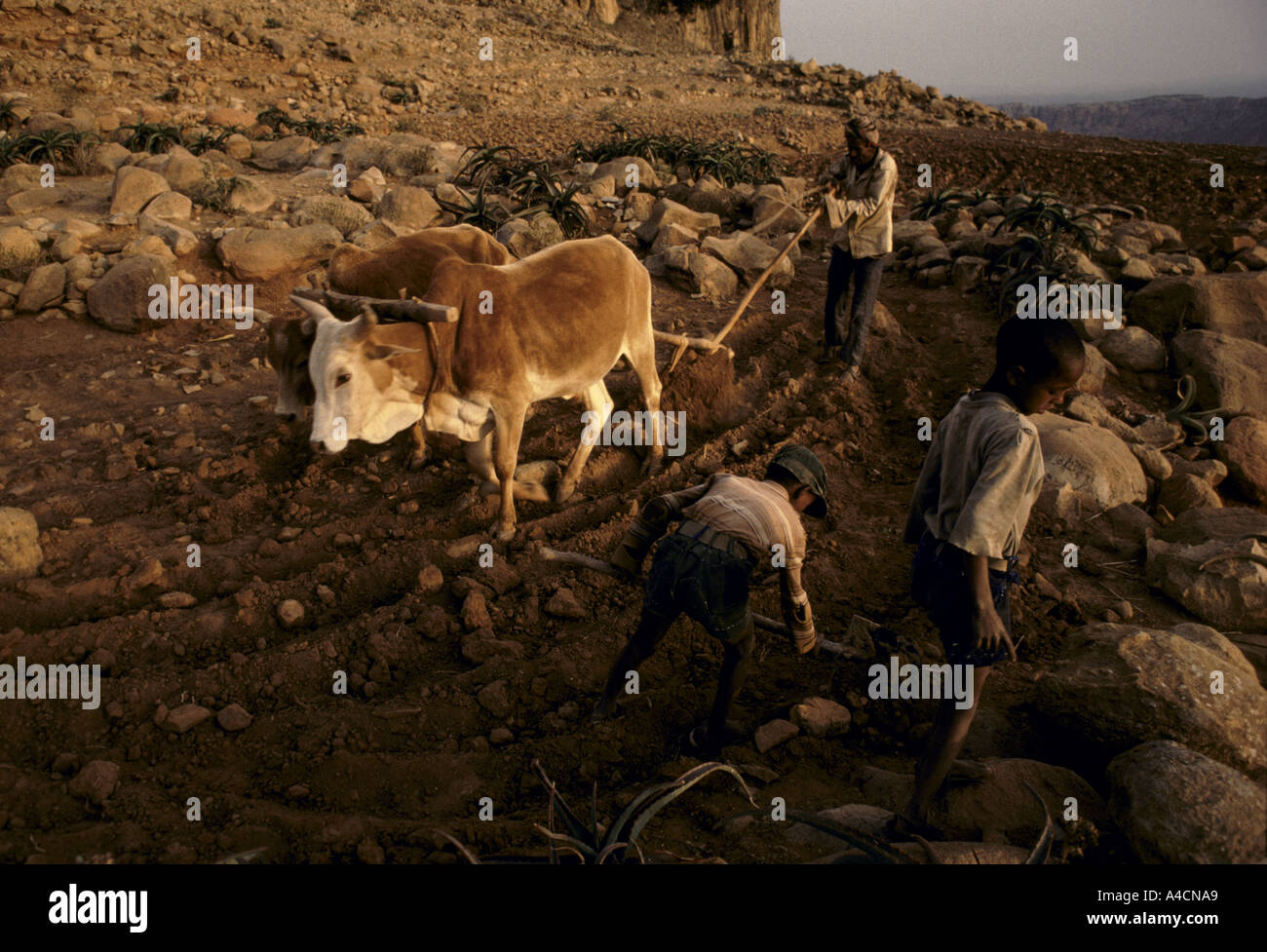TWO BOYS, KUDOS & DANIEL, HELP DIG THE EARTH WITH PICKAXE & SHOVEL ...