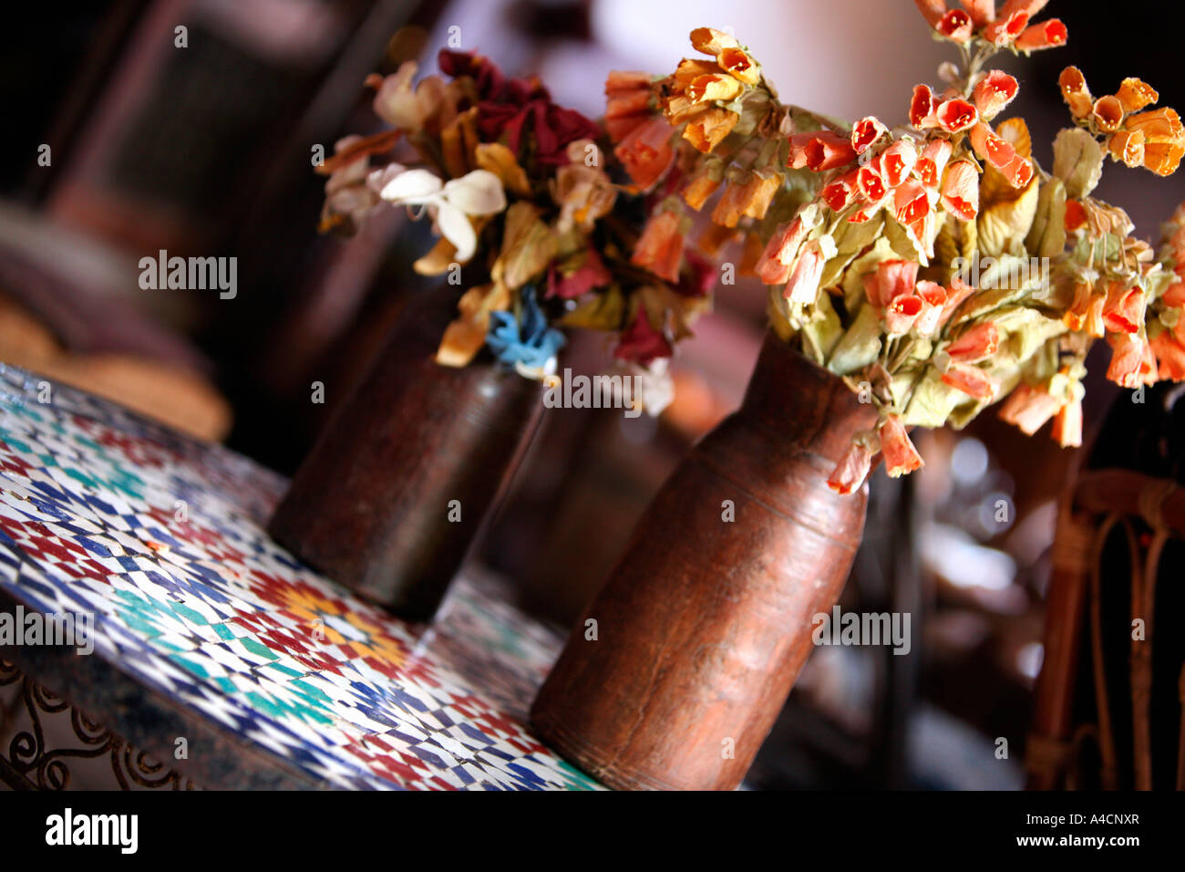 Dried pitcher plant hi-res stock photography and images - Alamy