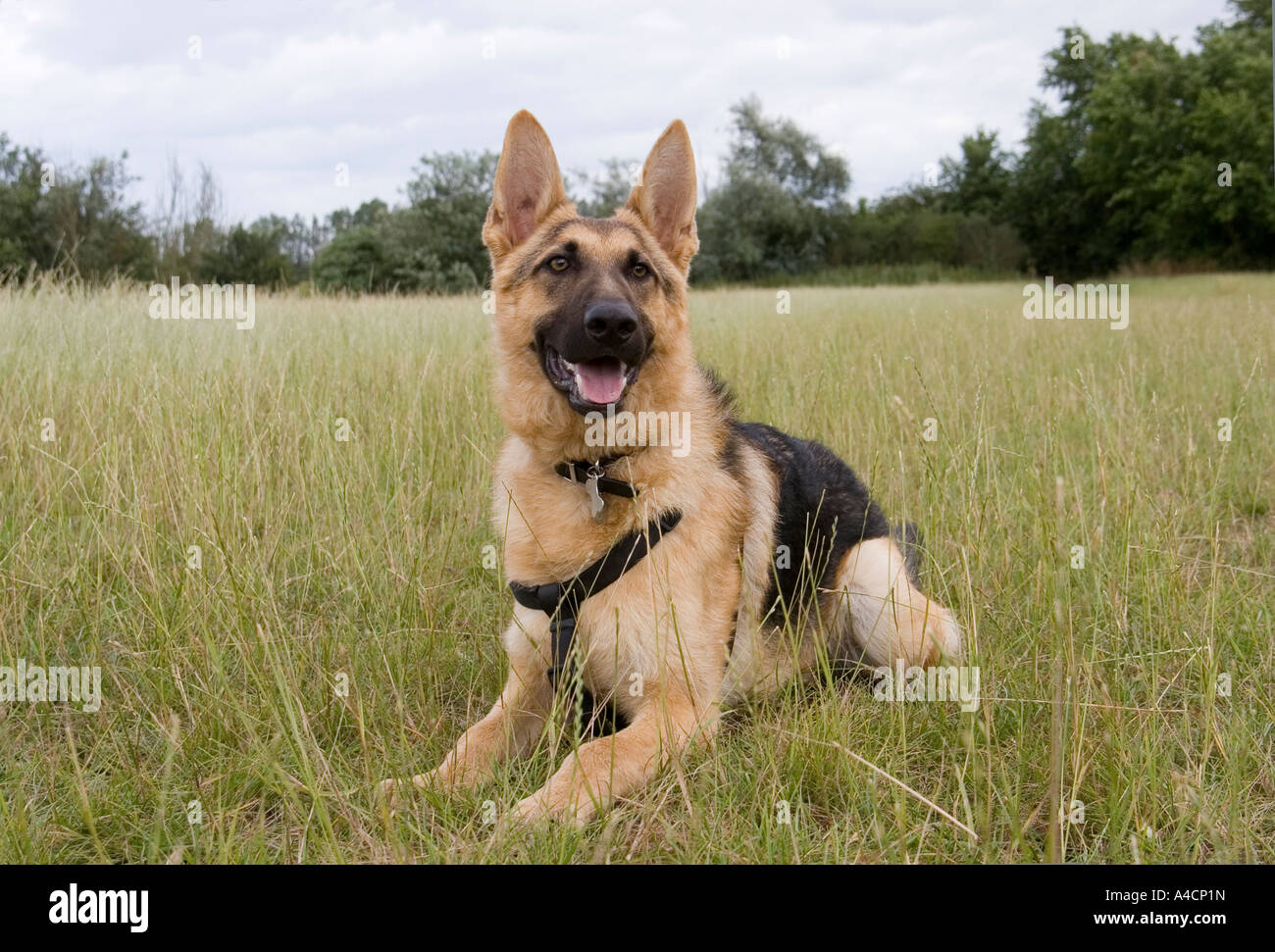 Alsatian dog lays in grassy meadow Stock Photo - Alamy