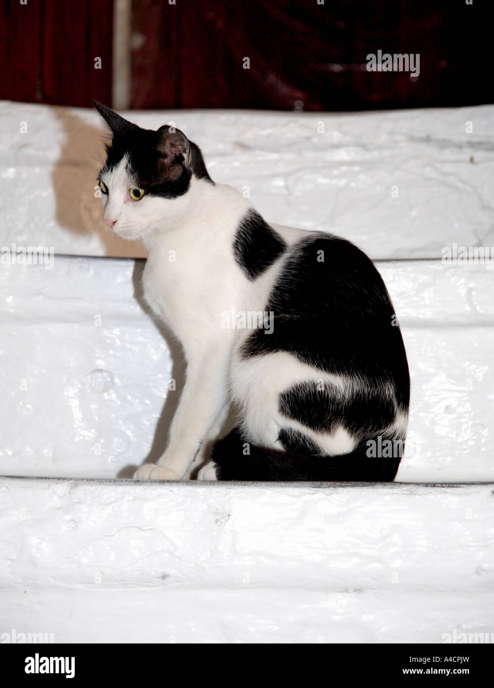 Cat on steps Stock Photo - Alamy