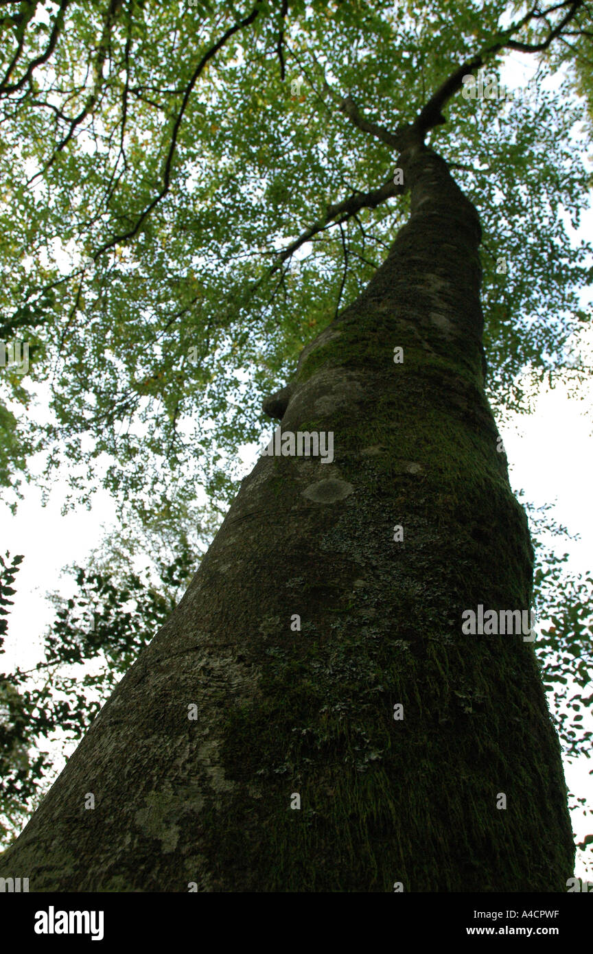 Tree from below Stock Photo - Alamy