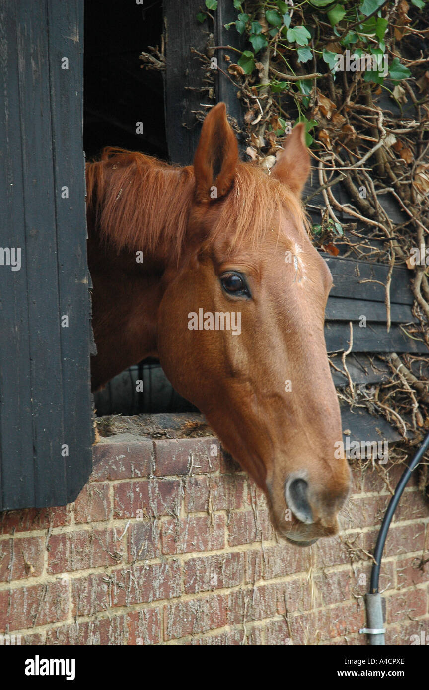 Brown Horse in a stable Stock Photo - Alamy