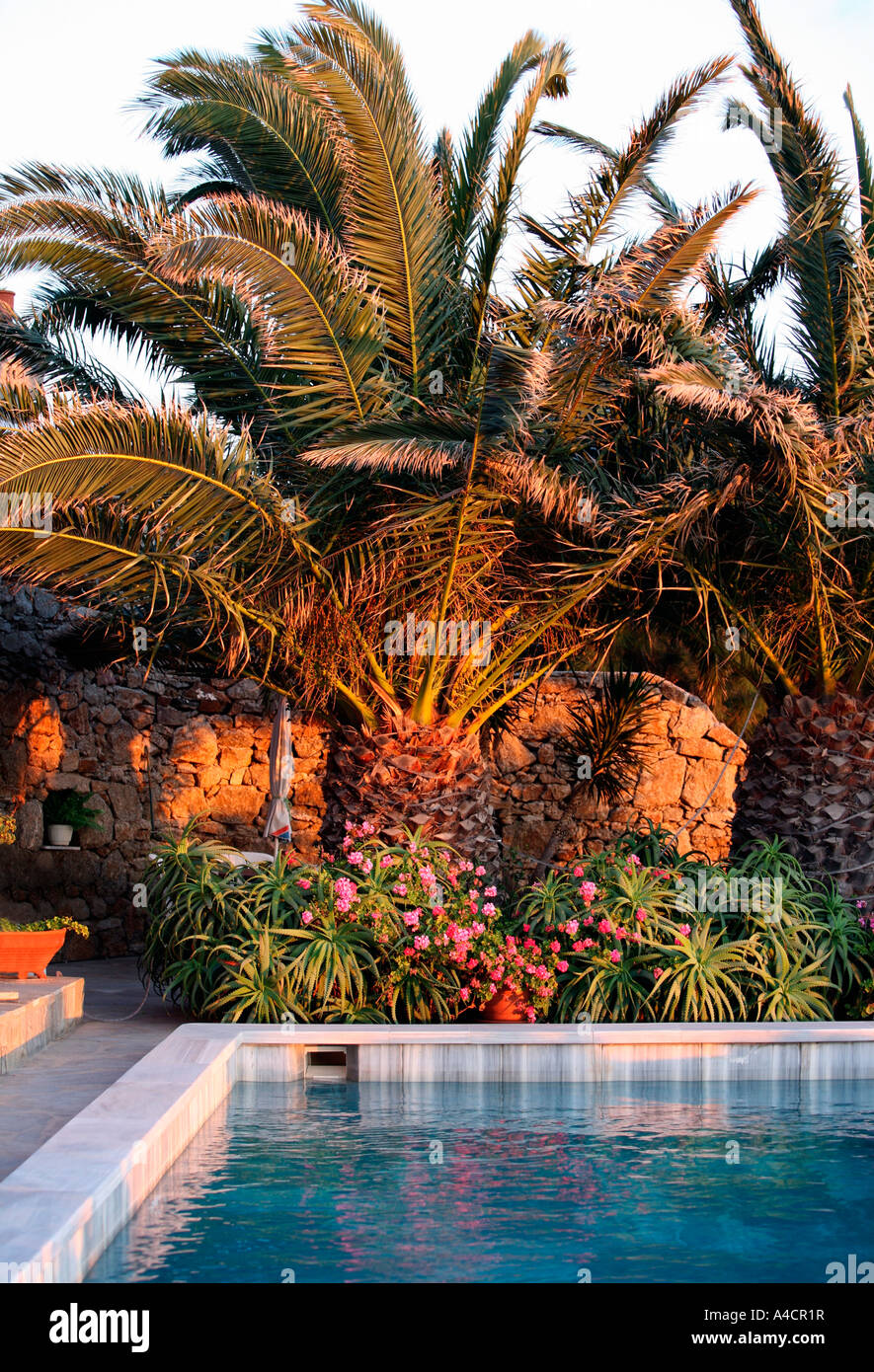 Swimming pool with palm trees Stock Photo - Alamy