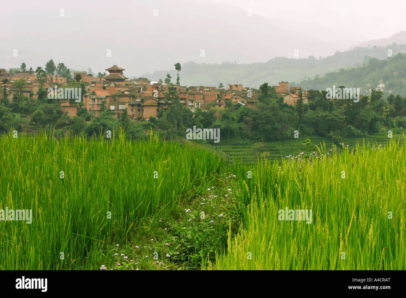 Rice fields before Kokhana, Kathmandu valley, Nepal, 2005 Stock Photo ...