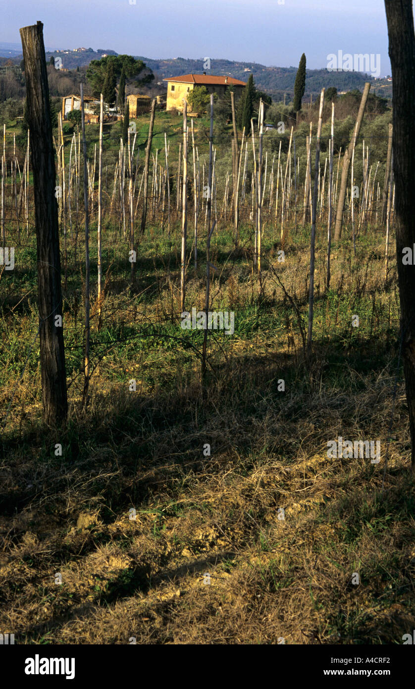 Palaia wine hi-res stock photography and images - Alamy