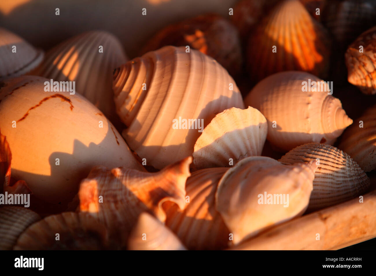 Front side of the sea shells hi-res stock photography and images - Alamy
