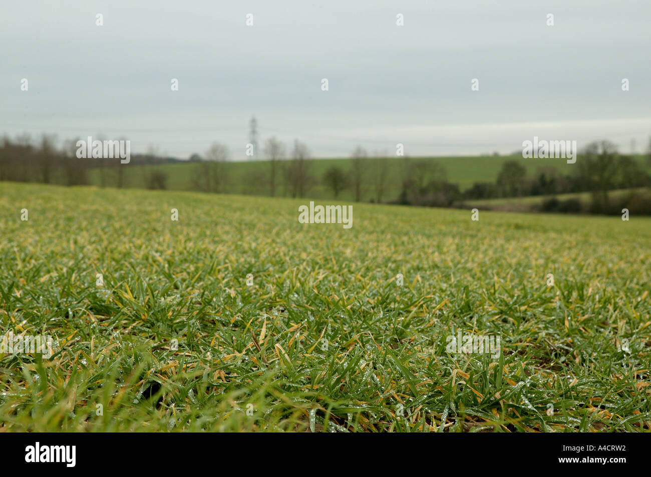 open east anglian farming countryside winter landscape Stock Photo - Alamy