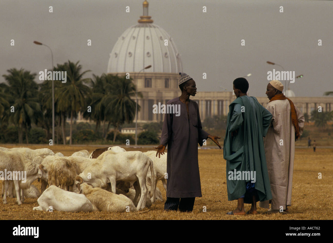 boigny s funeral ivory coast 3 men talking with herd of goats basilica ...