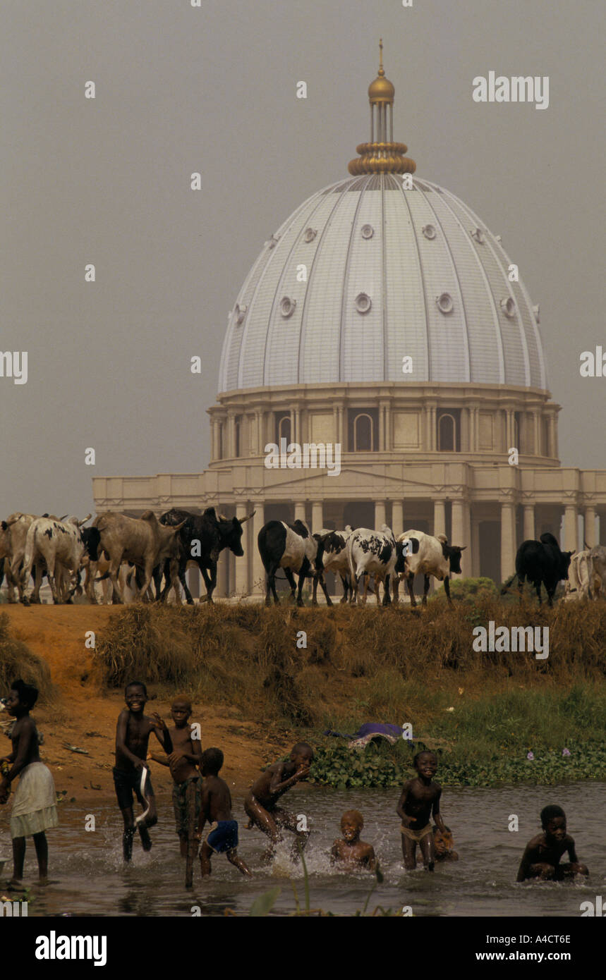 boigny s funeral ivory coast children playing in waterhole herd of cows ...