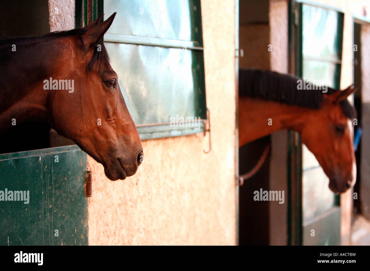 Two horses in stable Stock Photo - Alamy