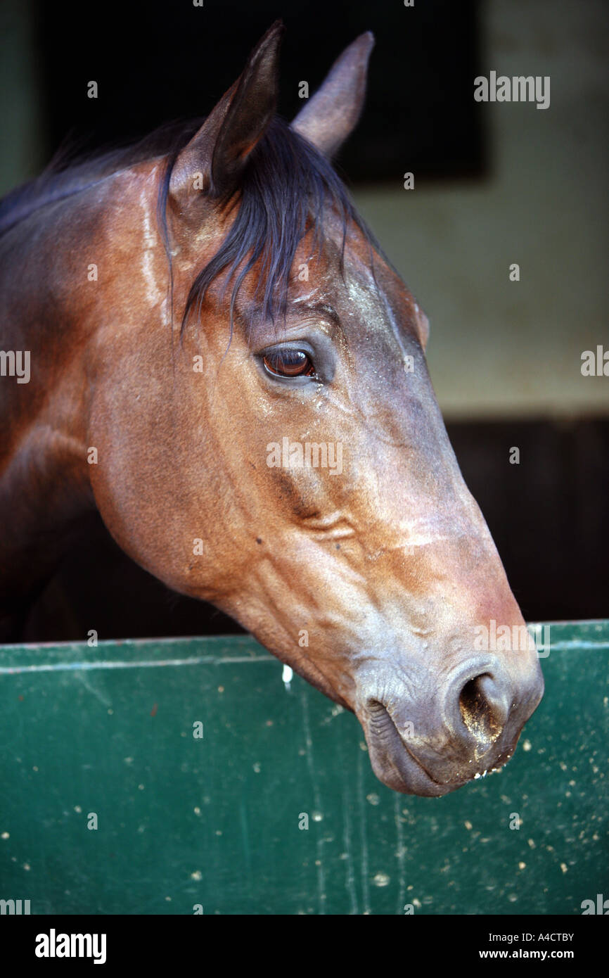 Exterior outside view horse stable hi-res stock photography and images ...