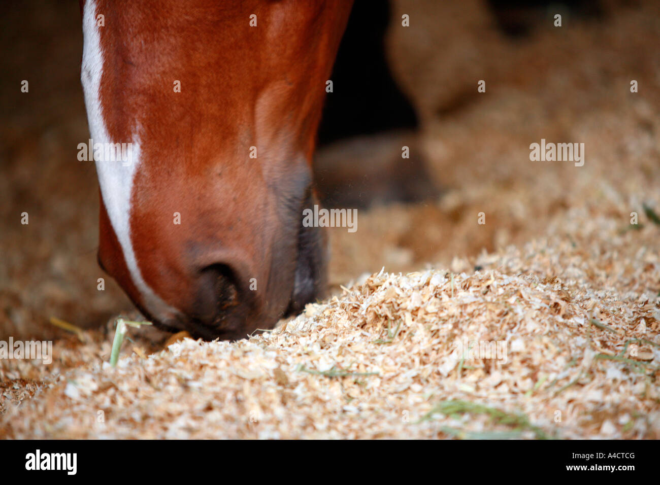 Closeup of horse eating Stock Photo - Alamy