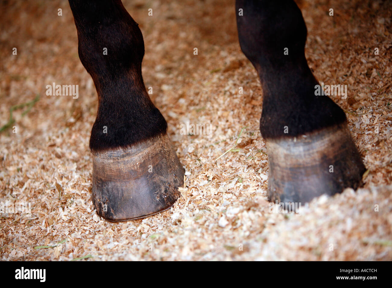 Closeup horse s hooves Stock Photo - Alamy