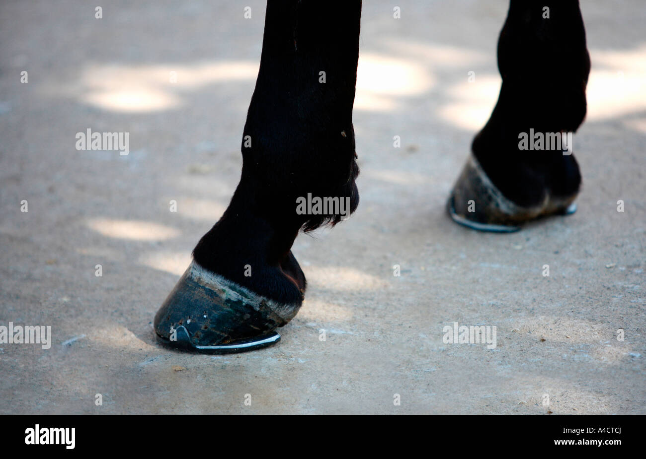 Closeup horse s hooves Stock Photo - Alamy