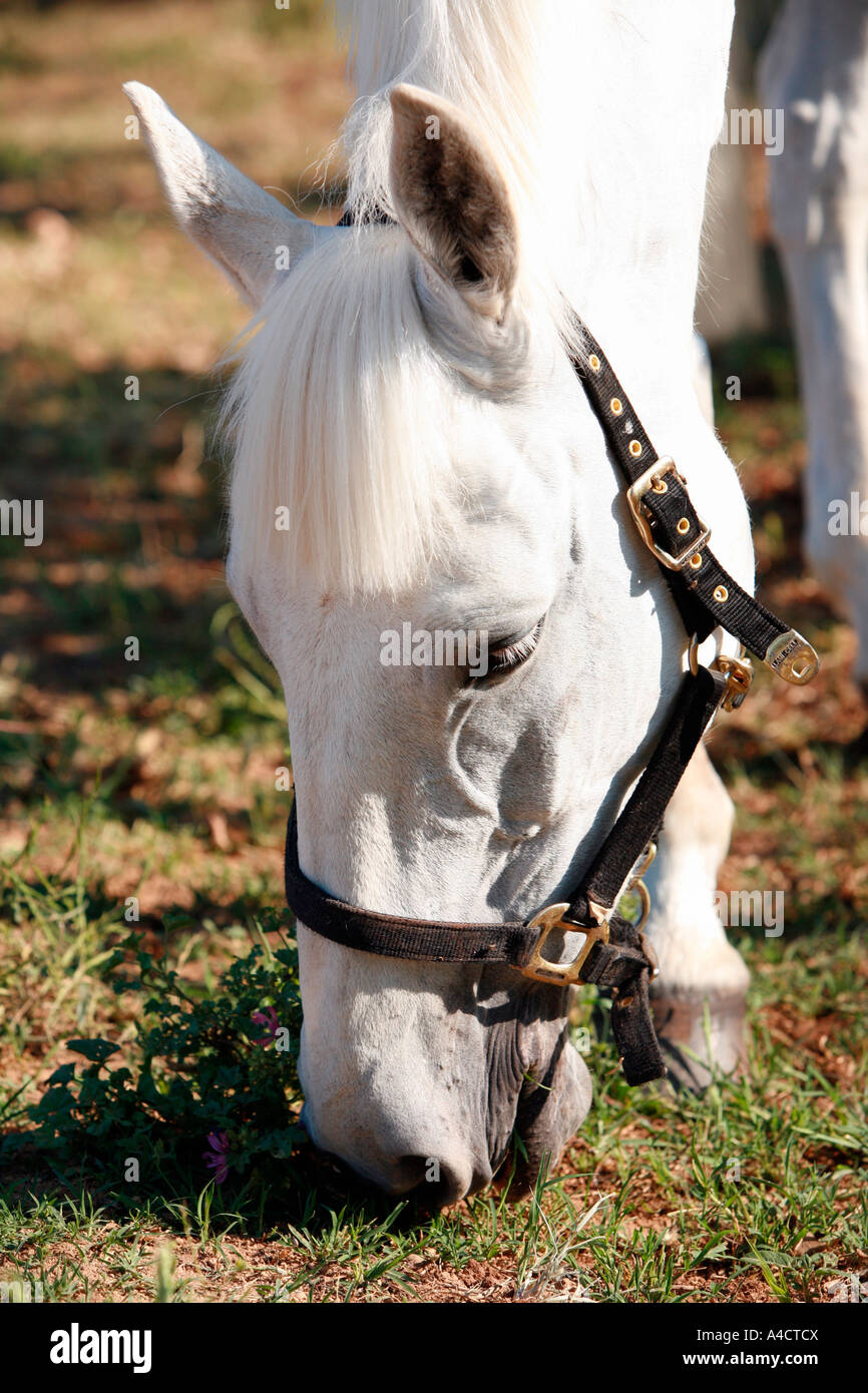 Closeup of horse eating Stock Photo - Alamy