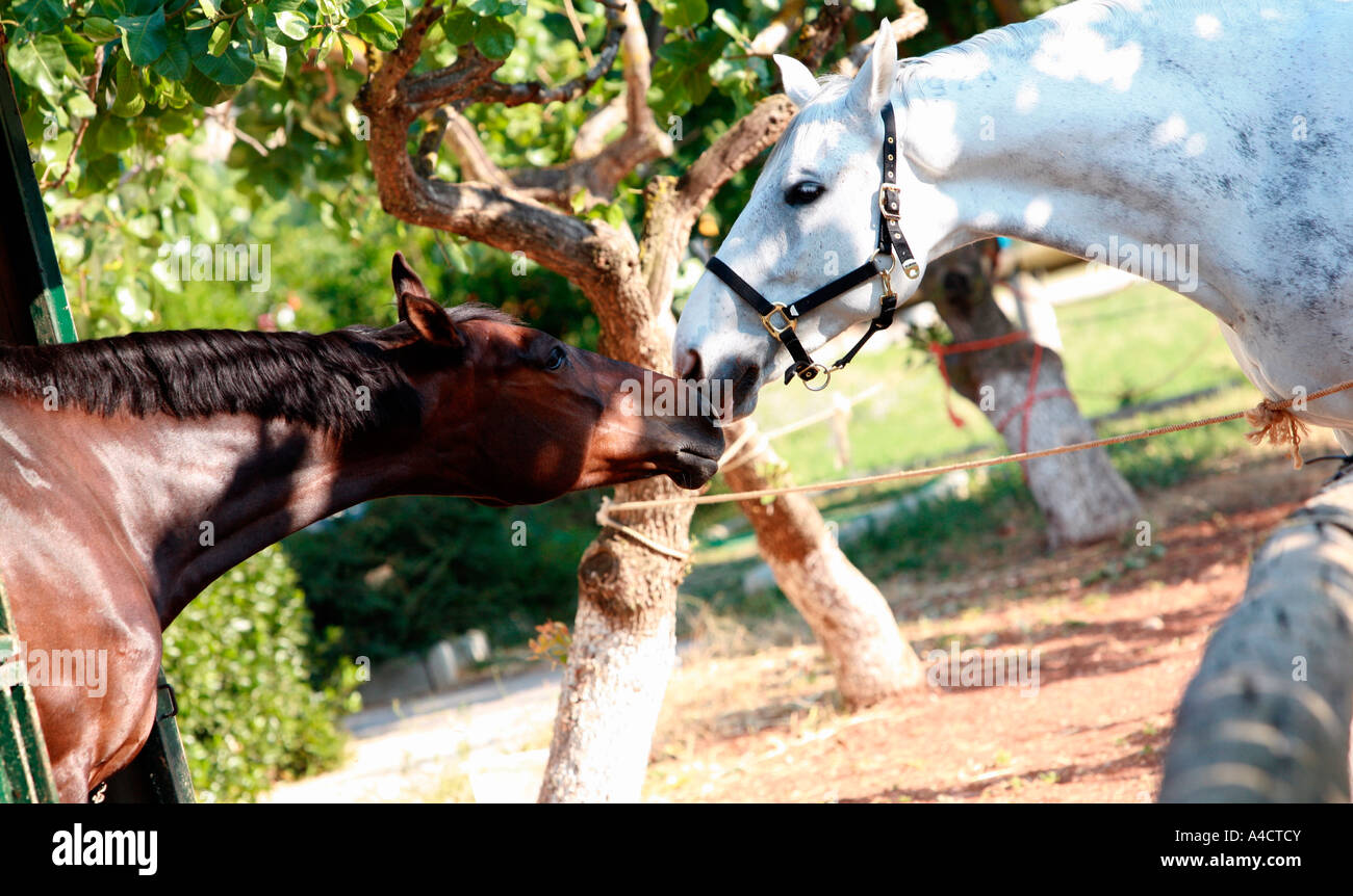 Two horses nuzzling Stock Photo - Alamy