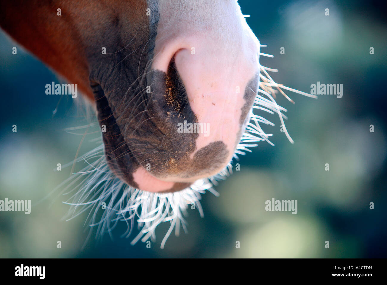 Horse s snout Stock Photo - Alamy
