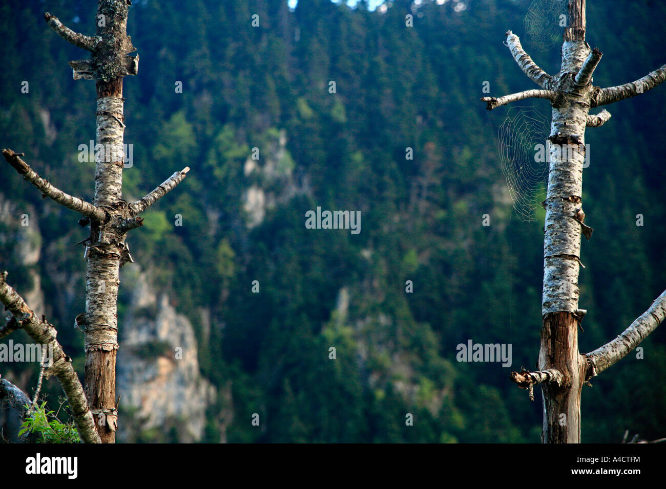 Tree trunks in a forest Stock Photo - Alamy
