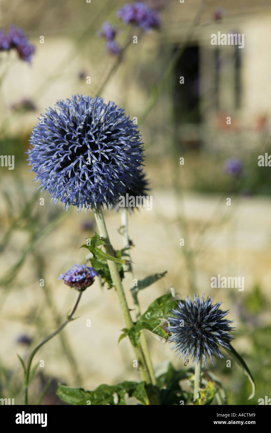 Tall vertical upright format hi-res stock photography and images - Alamy