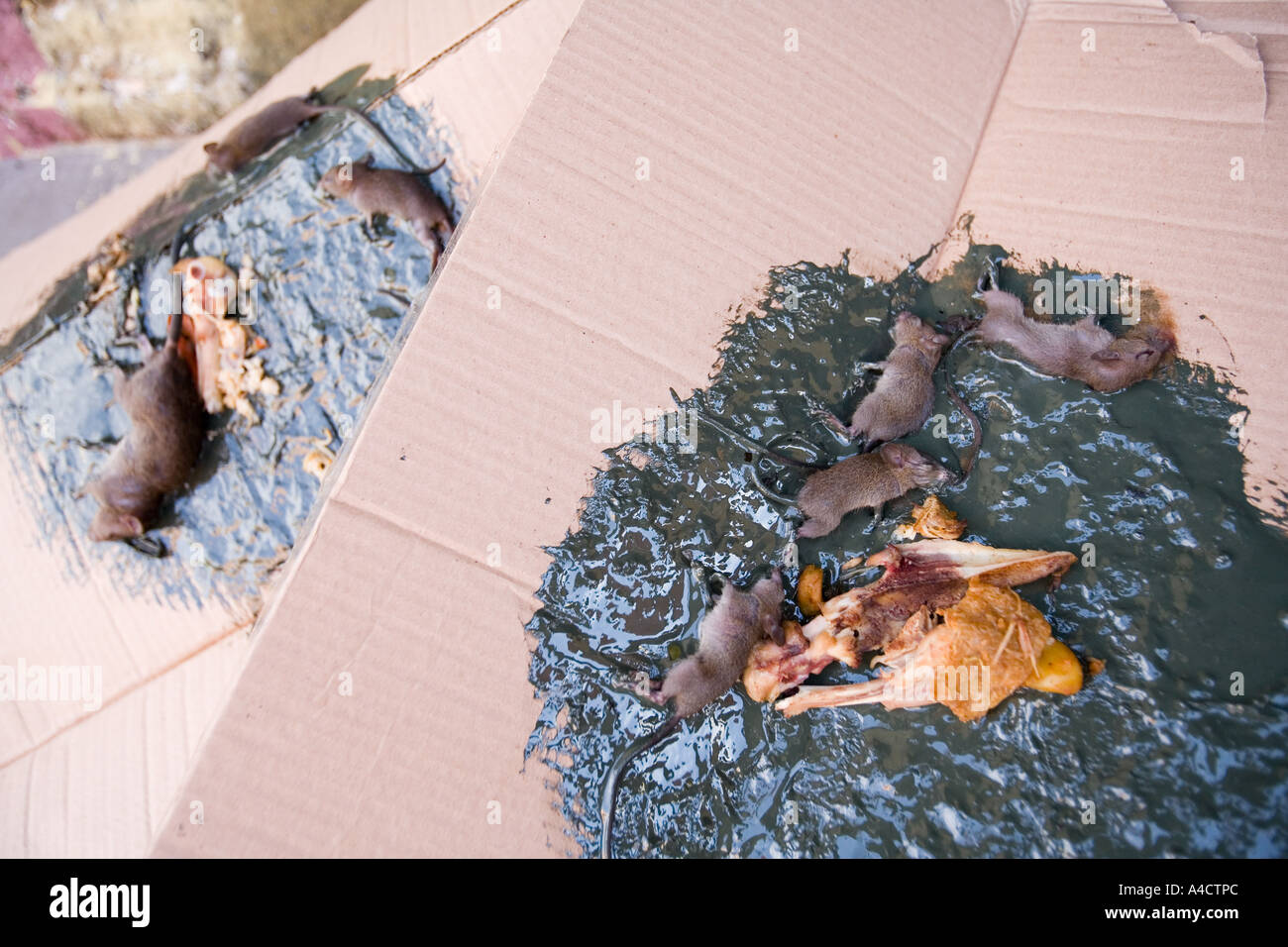 Malaysia Kuala Lumpur Chinatown mice and rats caught in sticky trap ...