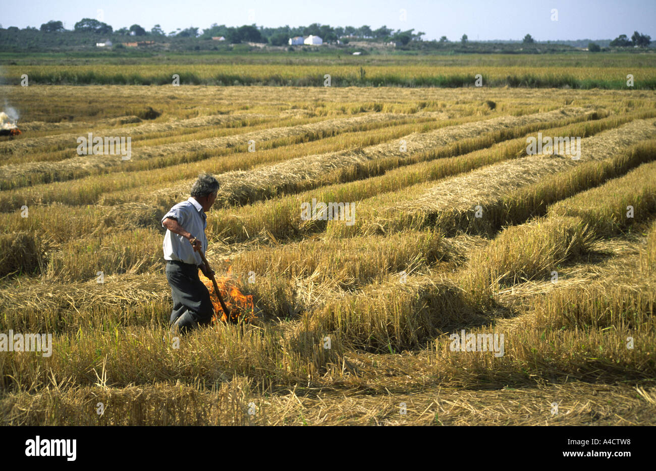Rice straw hi-res stock photography and images - Alamy