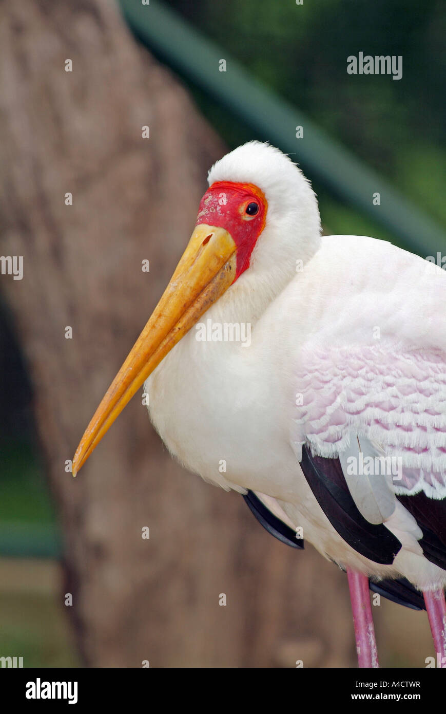 Yellow billed stork Stock Photo - Alamy