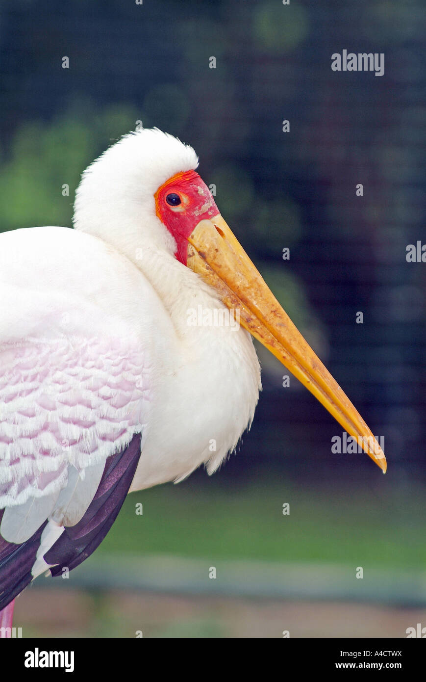 Yellow billed stork Stock Photo - Alamy