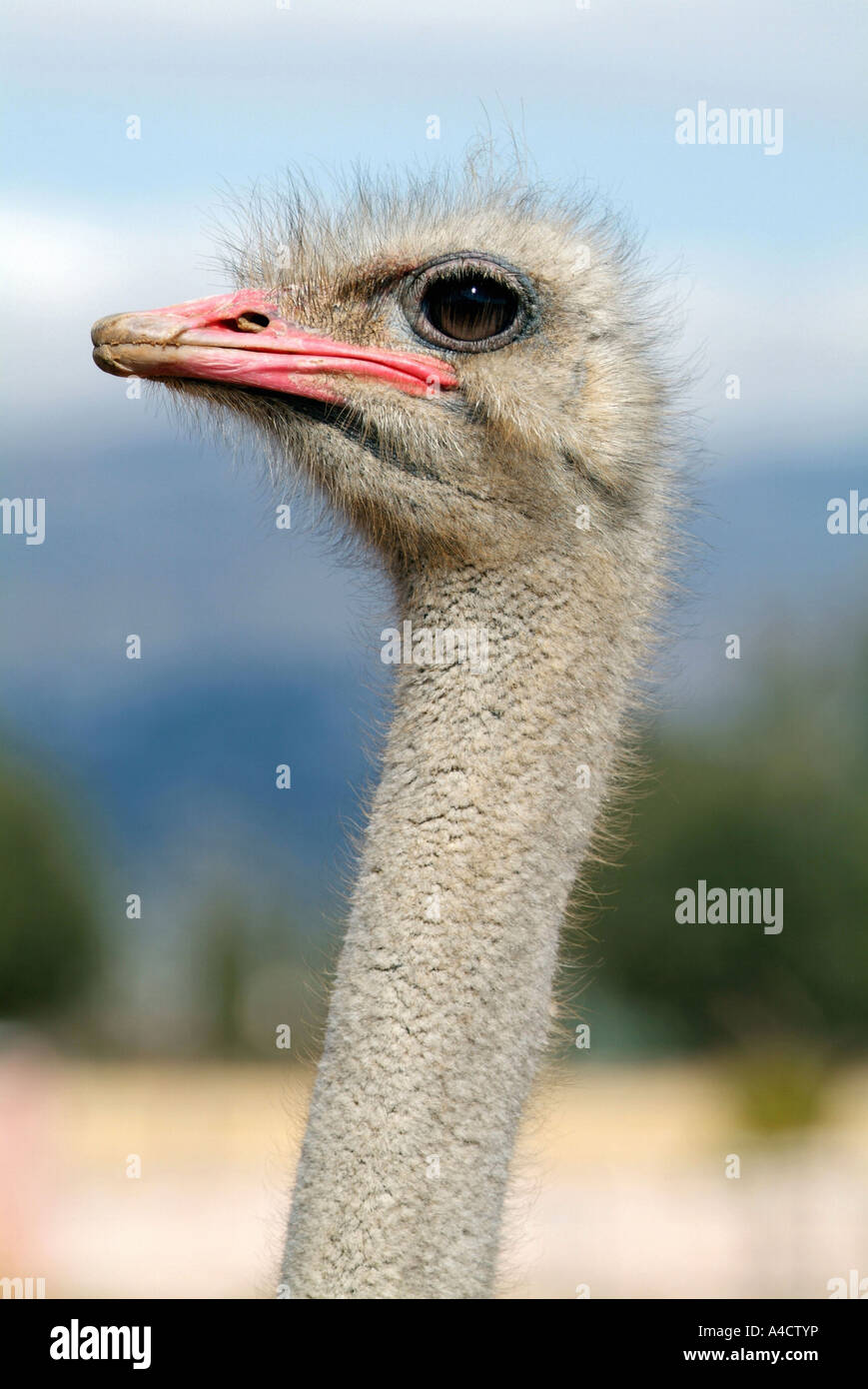 Oliveimages hi-res stock photography and images - Alamy