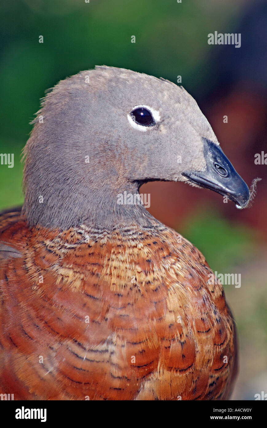 Ashy headed geese hi-res stock photography and images - Alamy