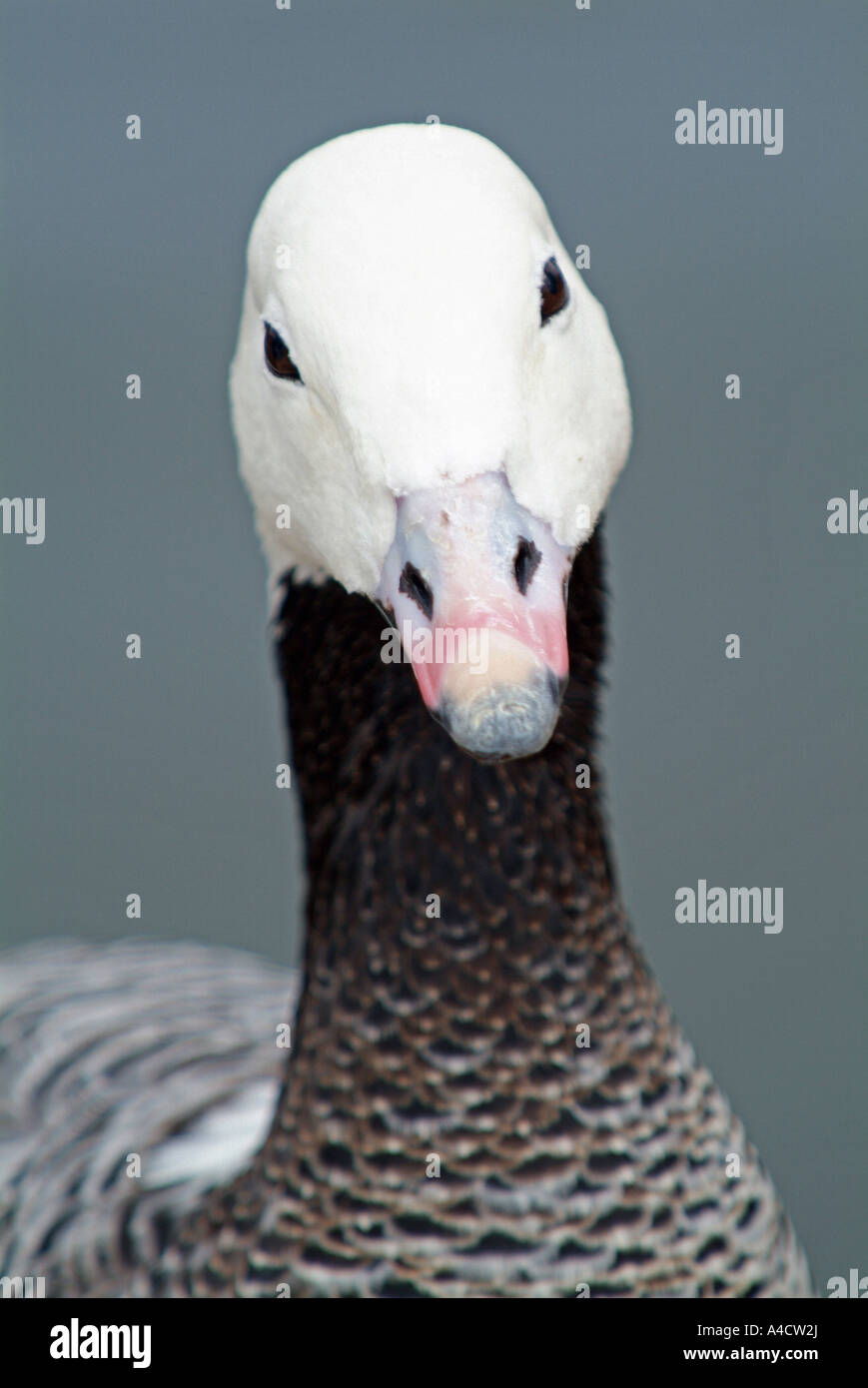 Goose facing the camera hi-res stock photography and images - Alamy