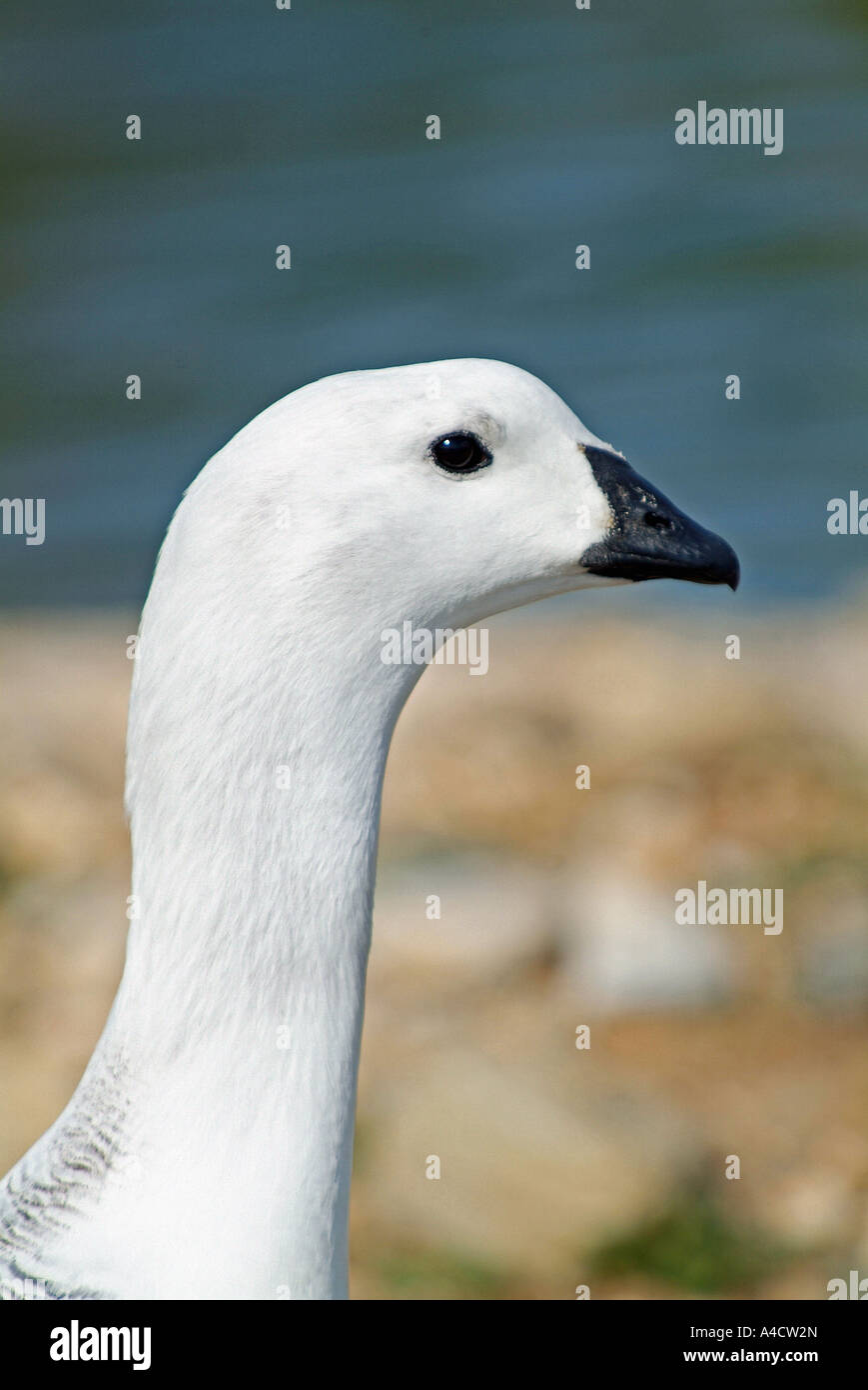 Ol02642 hi-res stock photography and images - Alamy