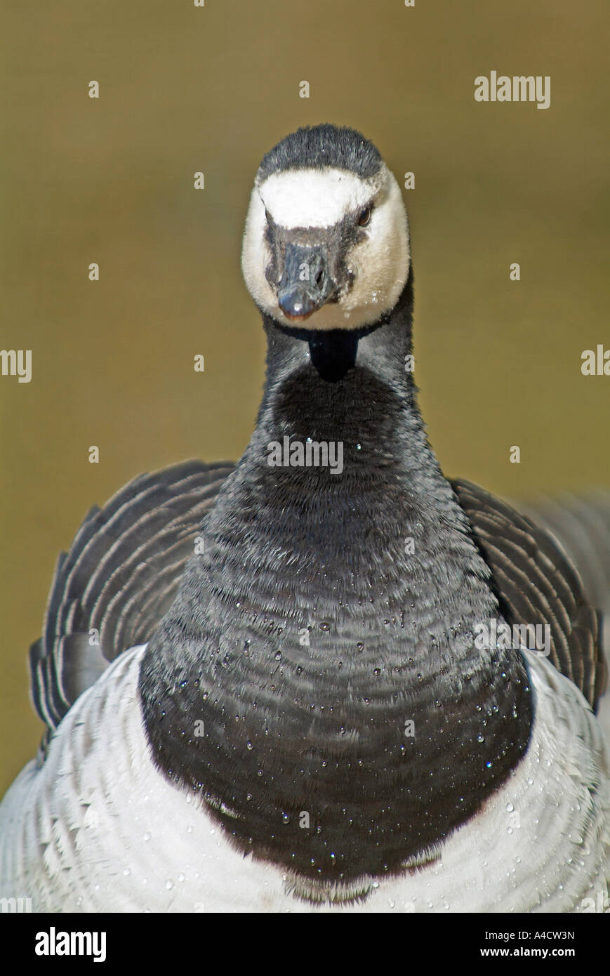 Goose facing the camera hi-res stock photography and images - Alamy