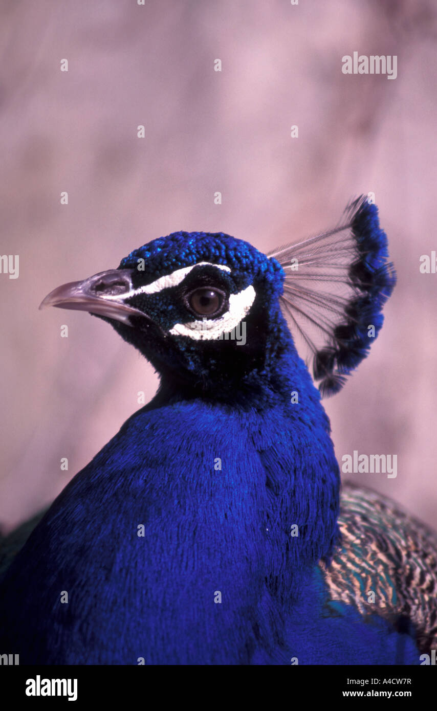 Lone peacock hi-res stock photography and images - Alamy