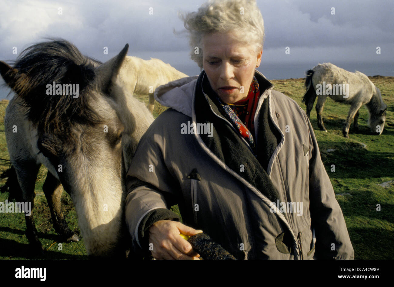 Wildlife photography ponies High Resolution Stock Photography and ...