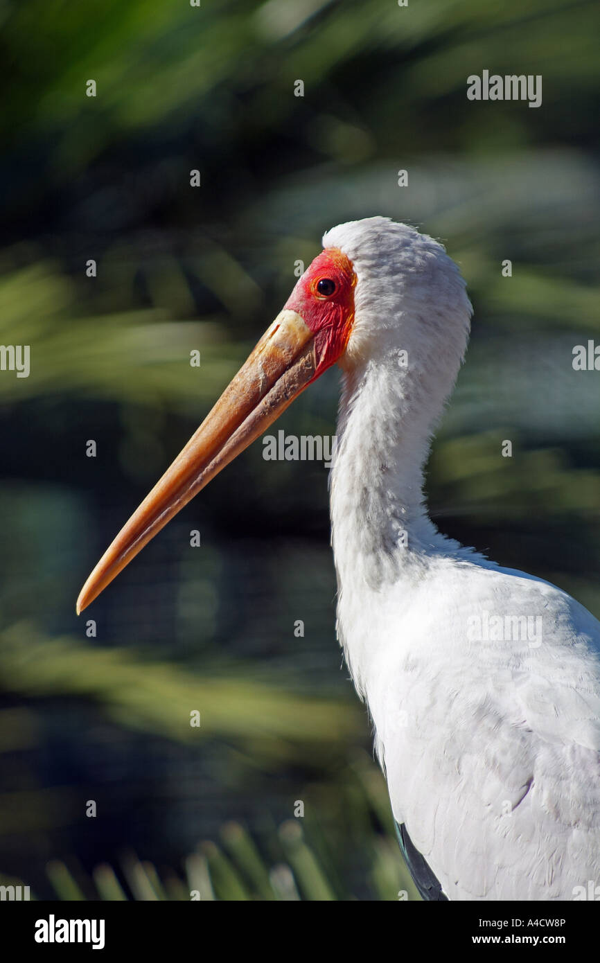 Yellow billed stork Stock Photo - Alamy
