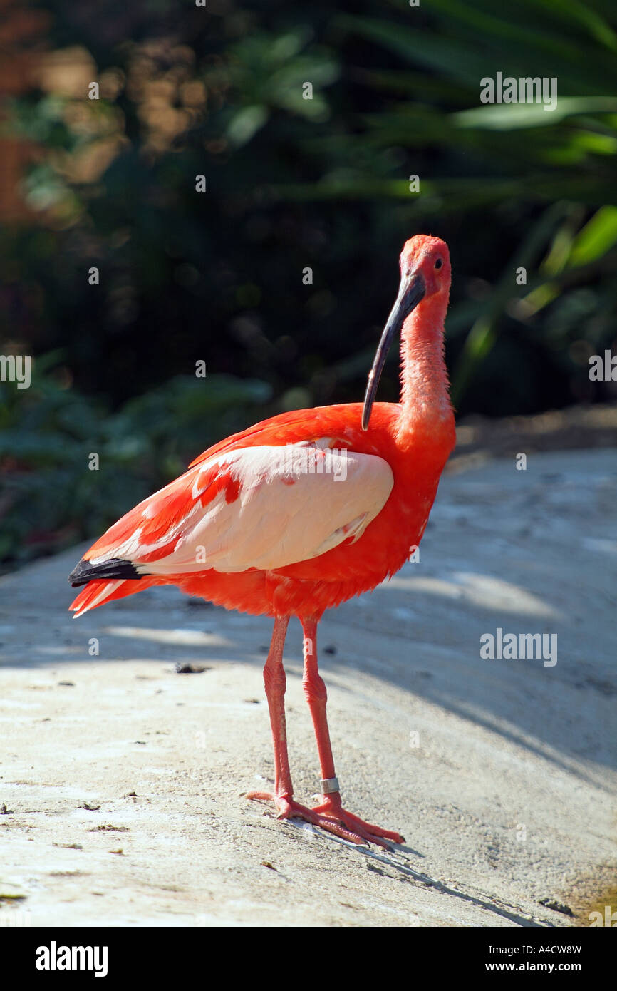 Scarlet ibis bird Stock Photo - Alamy