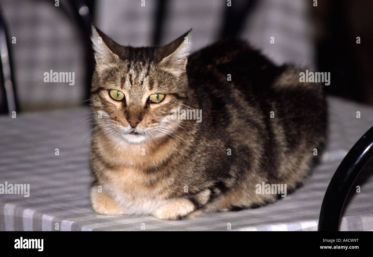 Cat sitting on table Stock Photo - Alamy