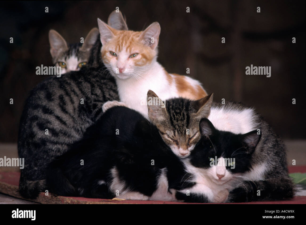 A family of cats Stock Photo - Alamy