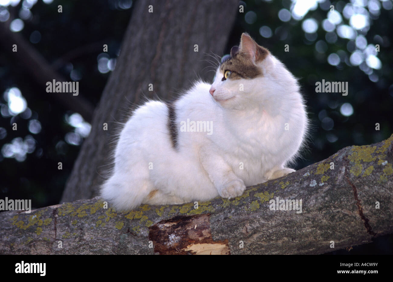 Cat sitting on tree branch Stock Photo - Alamy