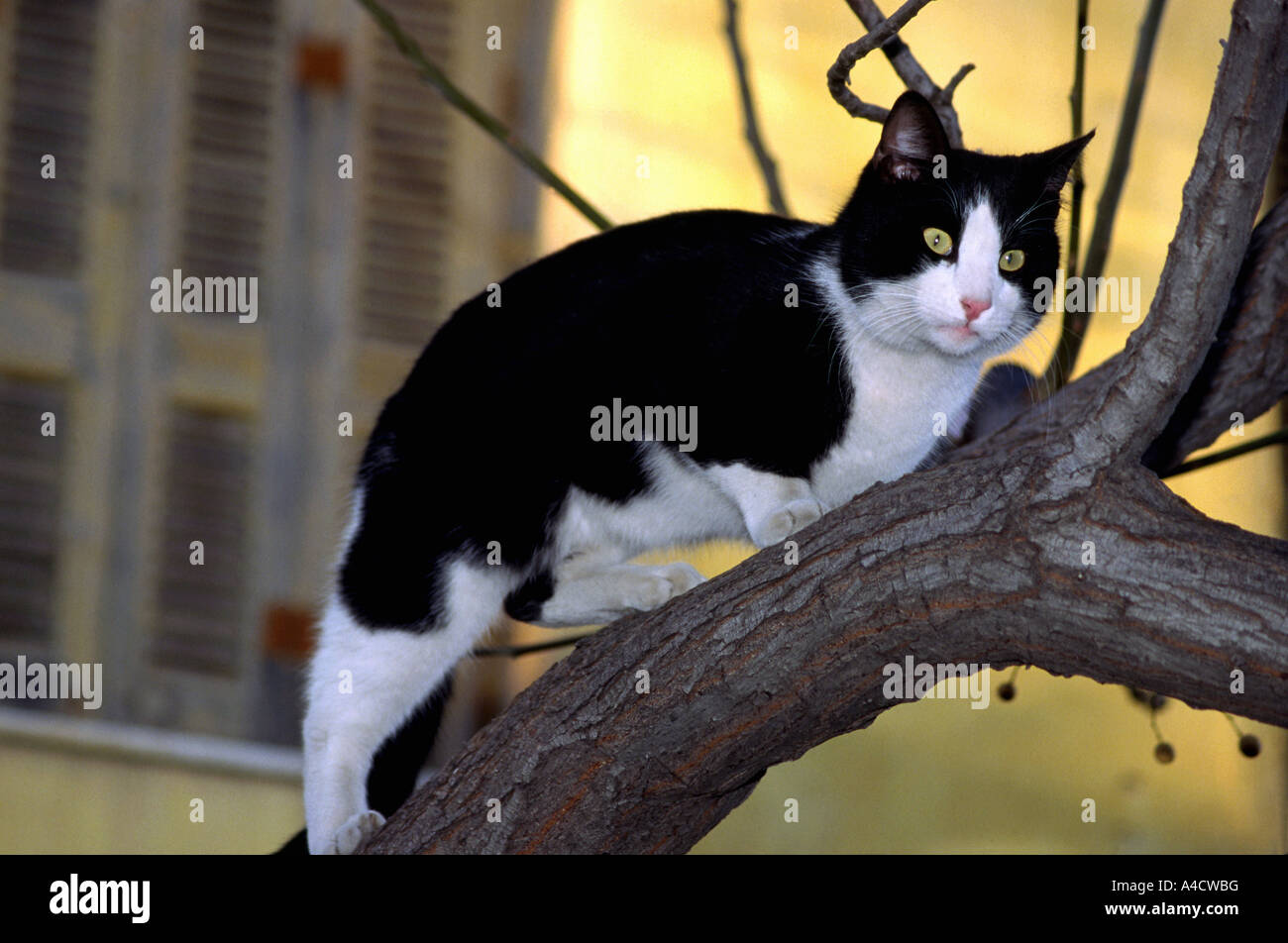 Cat walking on tree branch Stock Photo - Alamy