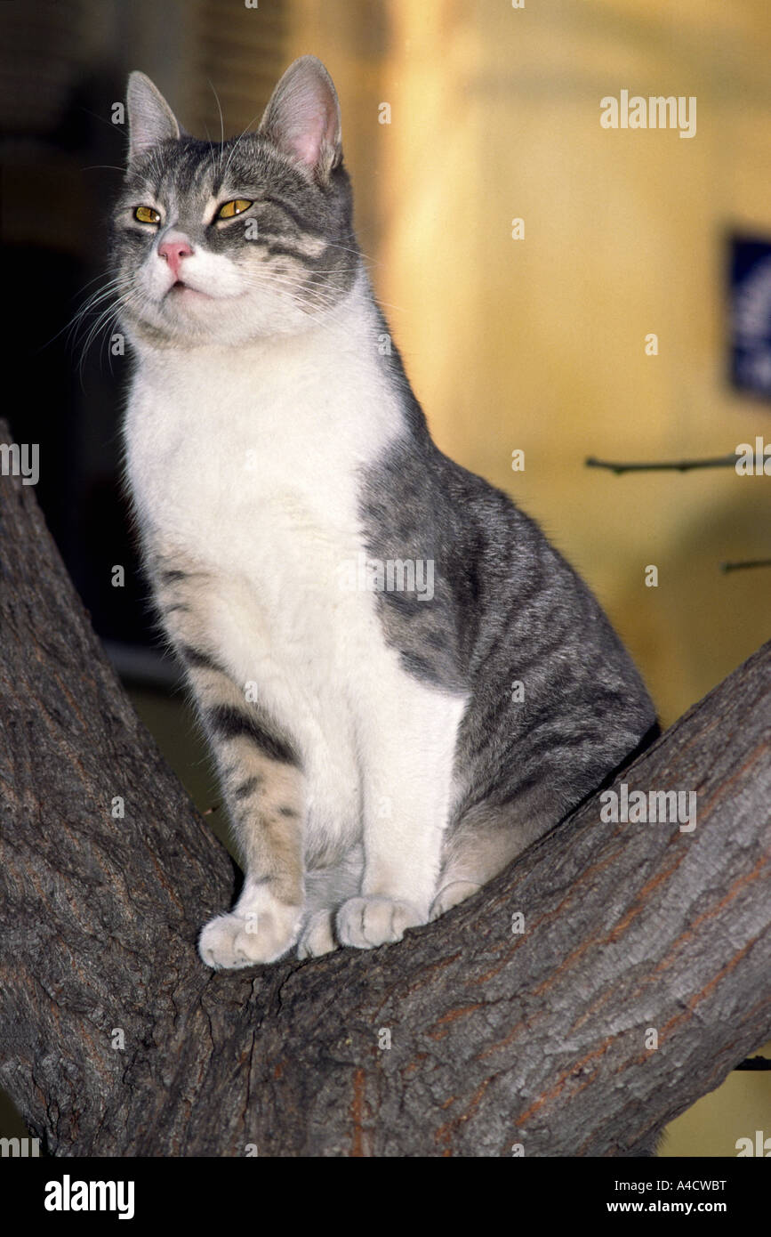 Cat sitting on tree branch Stock Photo - Alamy