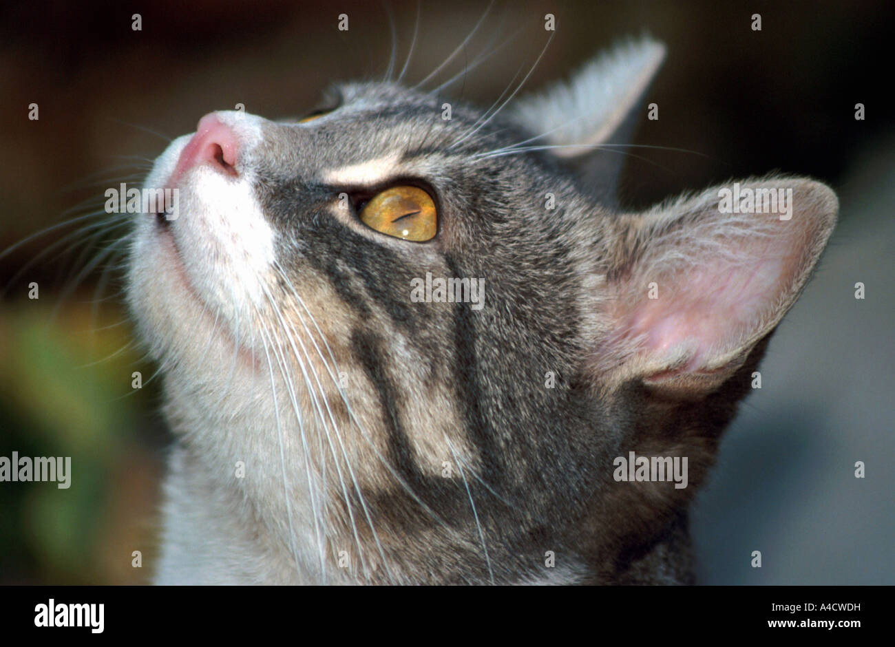 Closeup of cat looking up Stock Photo - Alamy